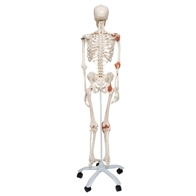 Anatomical Model Life-Size Skeleton | Health and Care